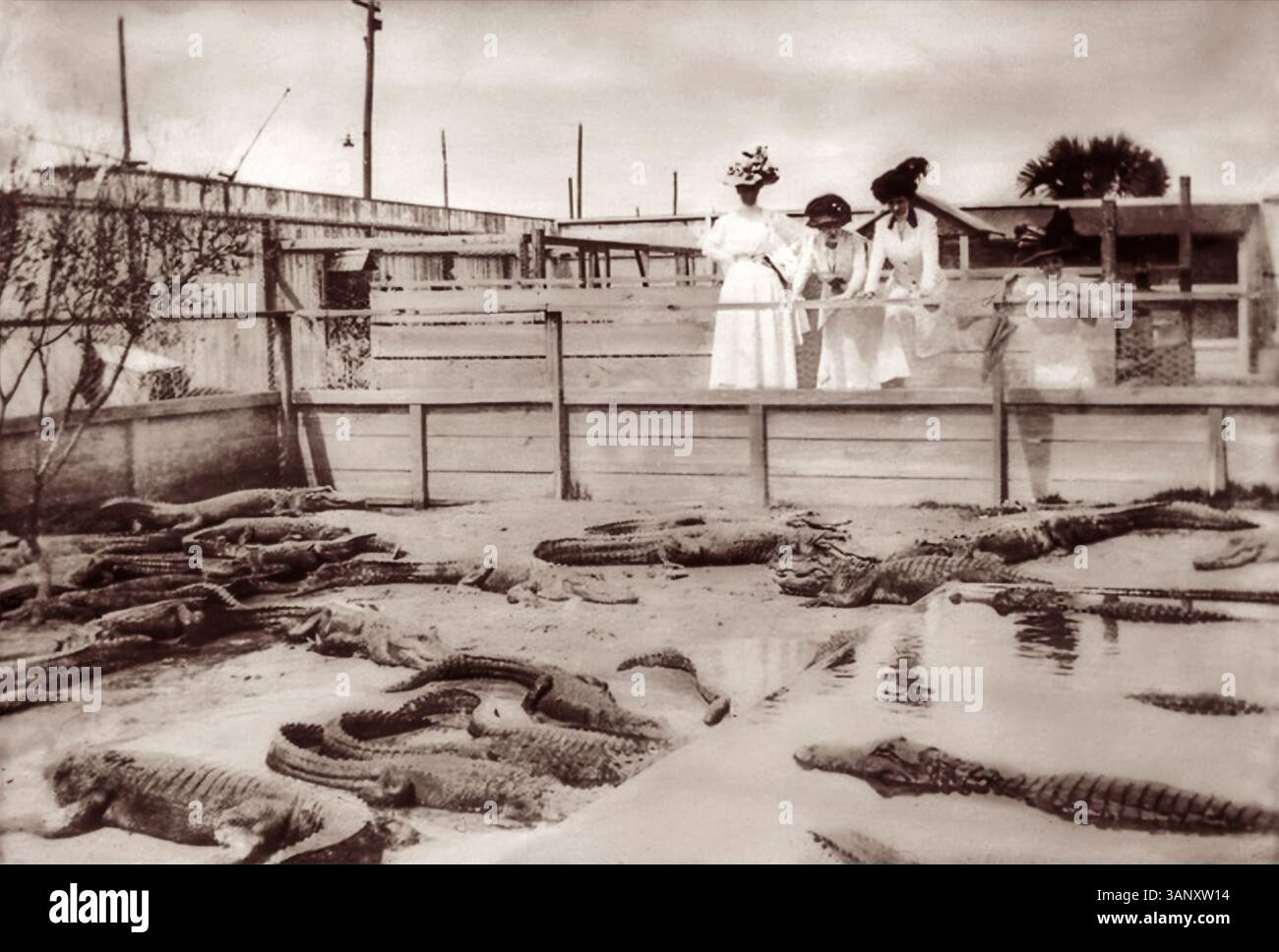 Four women with hats and long white dresses watching alligators at a ...
