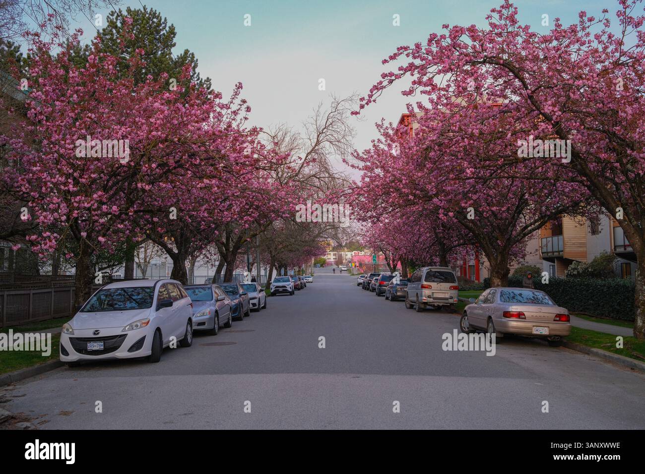 Cherry blossom filled street hi-res stock photography and images - Alamy
