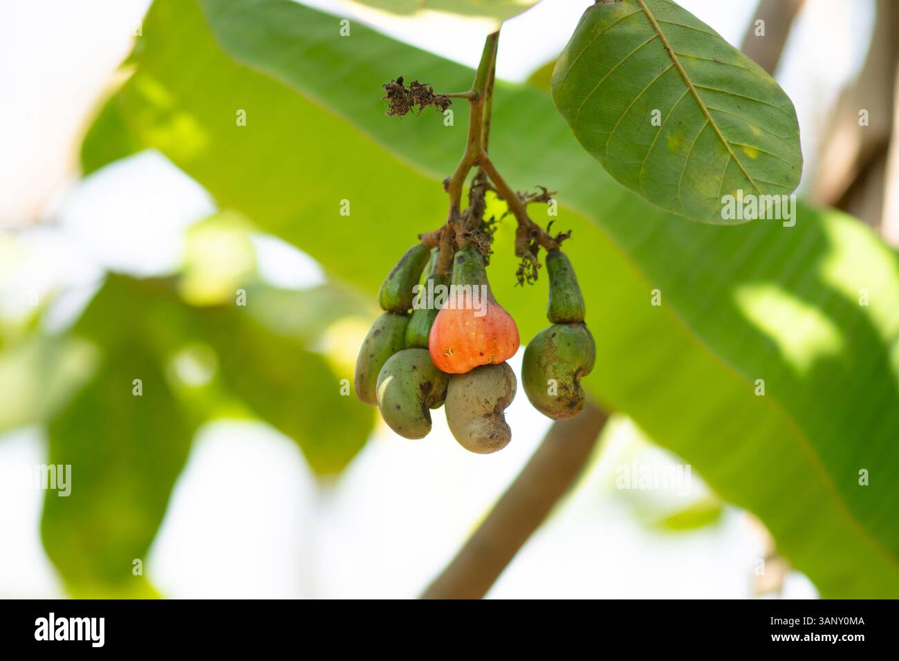 Cashew nuts growing on a tree in Goa, India, tropical fruit, cashews plantation Stock Photo - Alamy