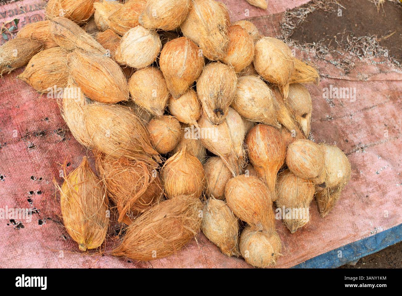 Fresh coconuts on a market stall in India, tropical fruit and milk ...