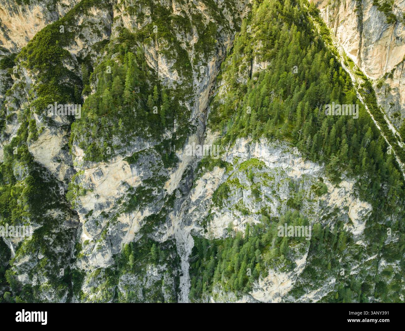 Aerial view of trees on the mountain crest at Landro Lake, Dolomites ...