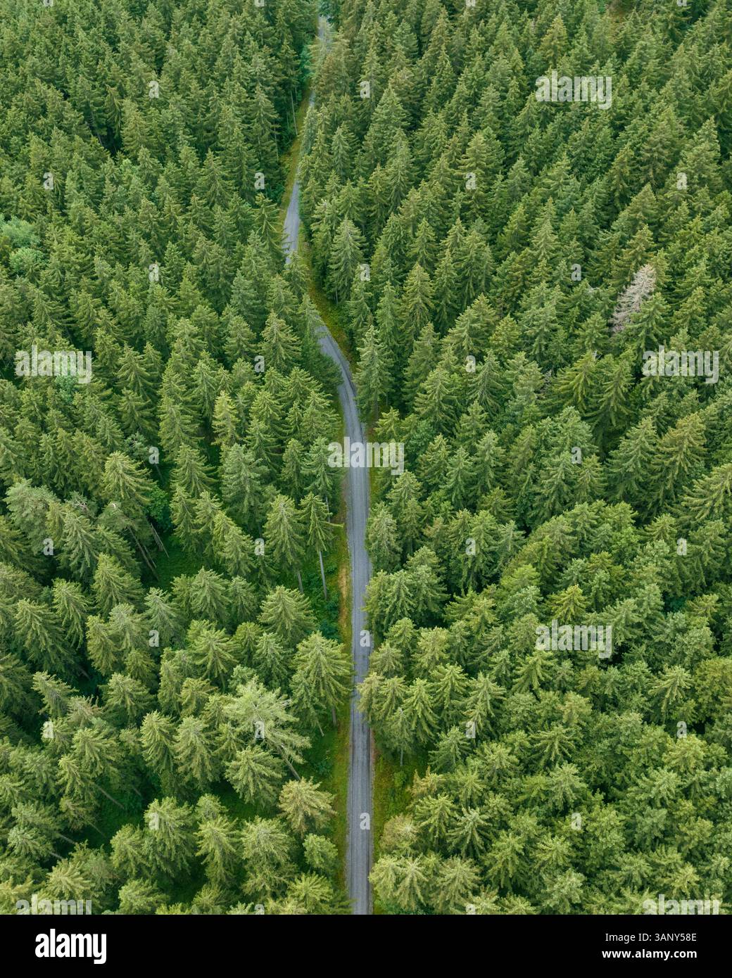 Aerial view of a road across the forest with trees in Grindelwald ...