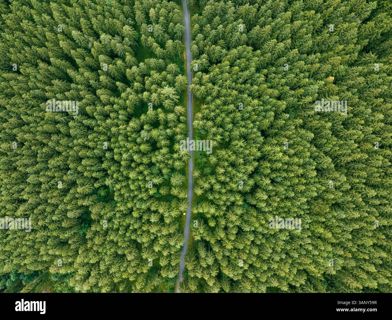 Aerial view of a road across the forest with trees in Grindelwald ...