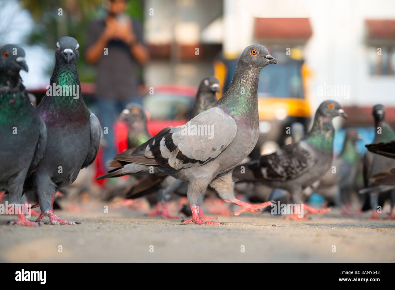 Rock Pigeon walking in city, wildlife bird in urban environment, rock ...