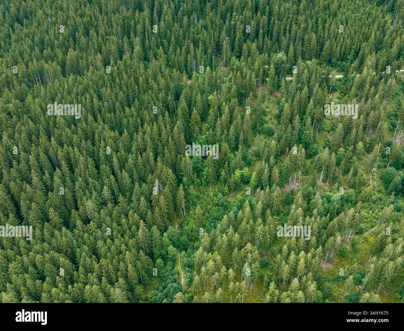 Aerial view of forest trees on the mountains in Grindelwald, Bernese ...