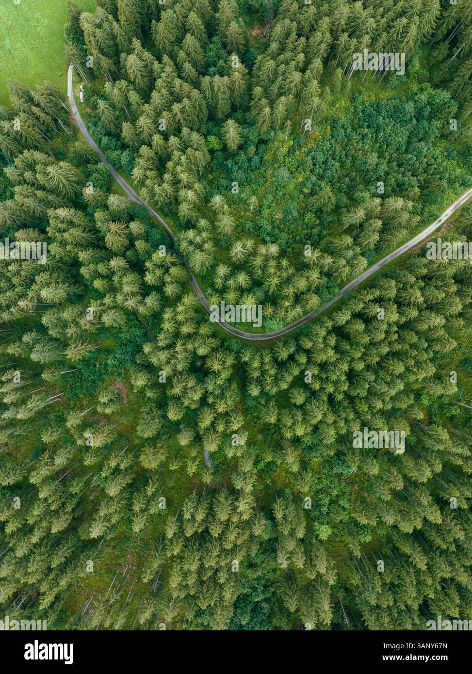 Aerial view of a walking path across the forest with trees in ...