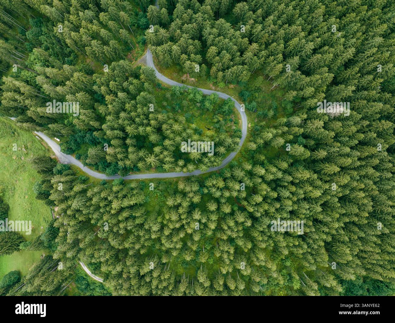 Aerial view of a walking path across the forest with trees in ...