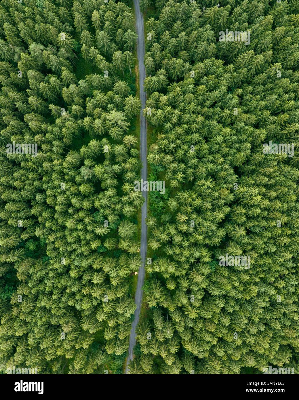 Aerial view of a road across the forest with trees in Grindelwald ...