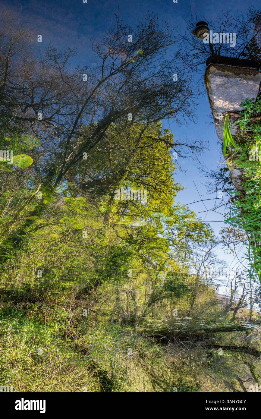 Surreal reflection of trees in a lake - inverted image. Concept upside ...