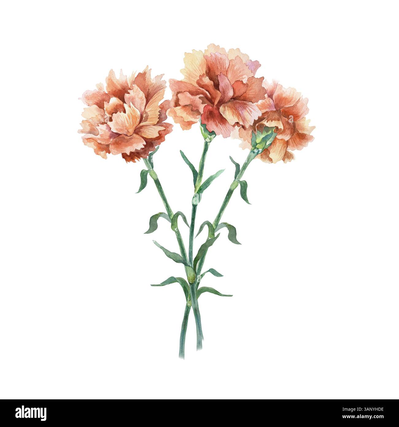 Red carnations bouquet. Hand drawn watercolor flowers illustration ...