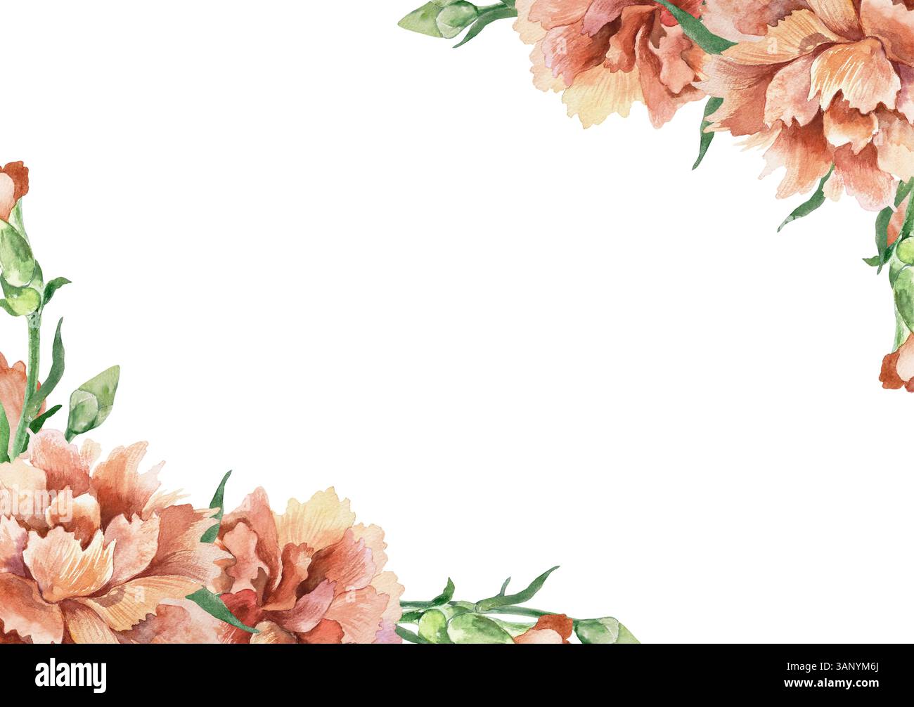 Red carnation frame for text. Hand drawn watercolor illustration ...