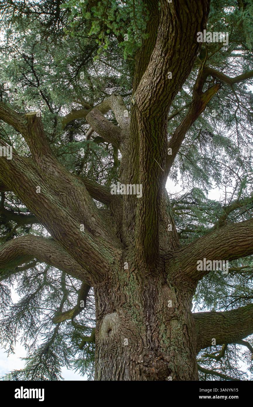 Highclere, Newbury, Berkshire, UK. 14th April, 2025. A tree in the ...