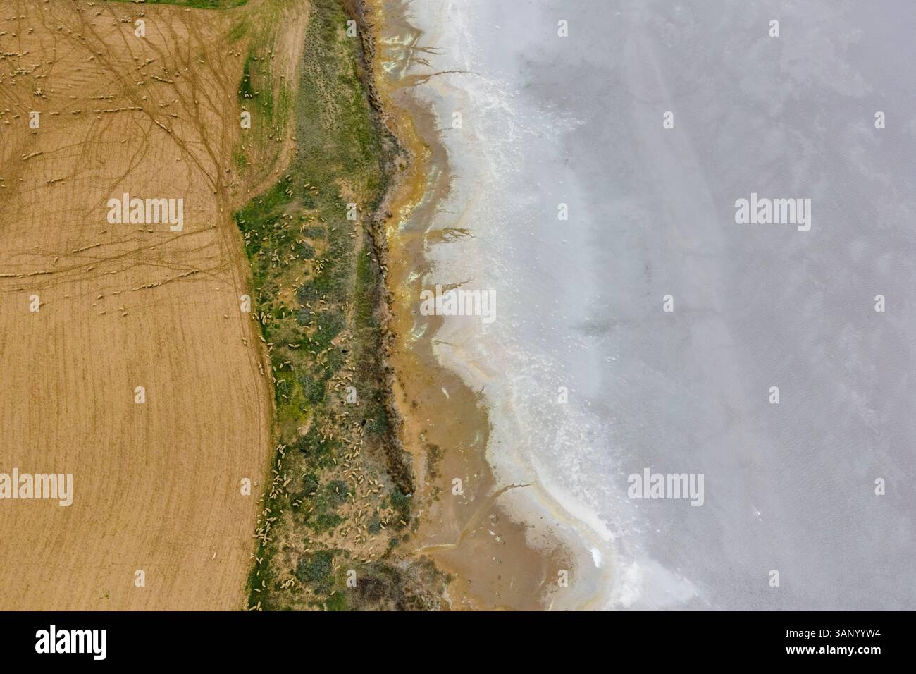 Aerial view of a herd of sheep grazing along the Tuz Lake (Tuz Golu) in ...