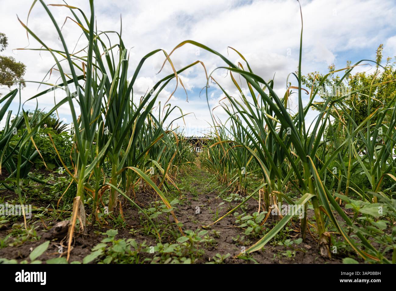 Lush green crops growing under a partly cloudy sky in San Ramon ...