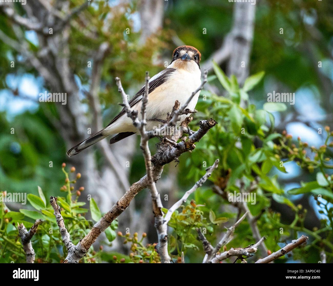 Woodchat shrike cyprus hi-res stock photography and images - Alamy