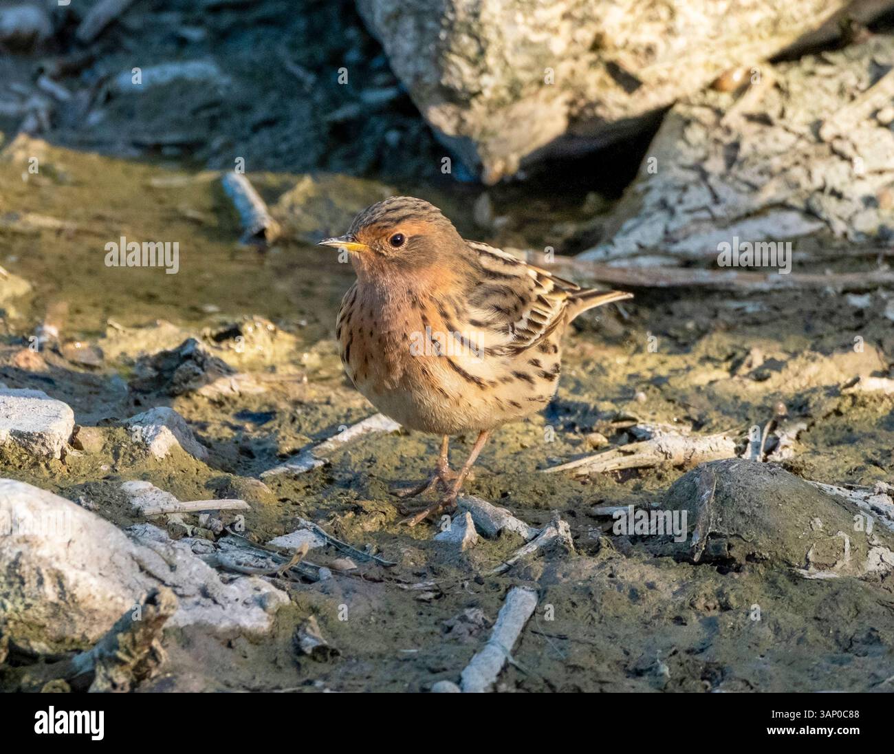 Red-throated Pipit Anthus cervinus, in a muddy pool, Cyprus Stock Photo ...