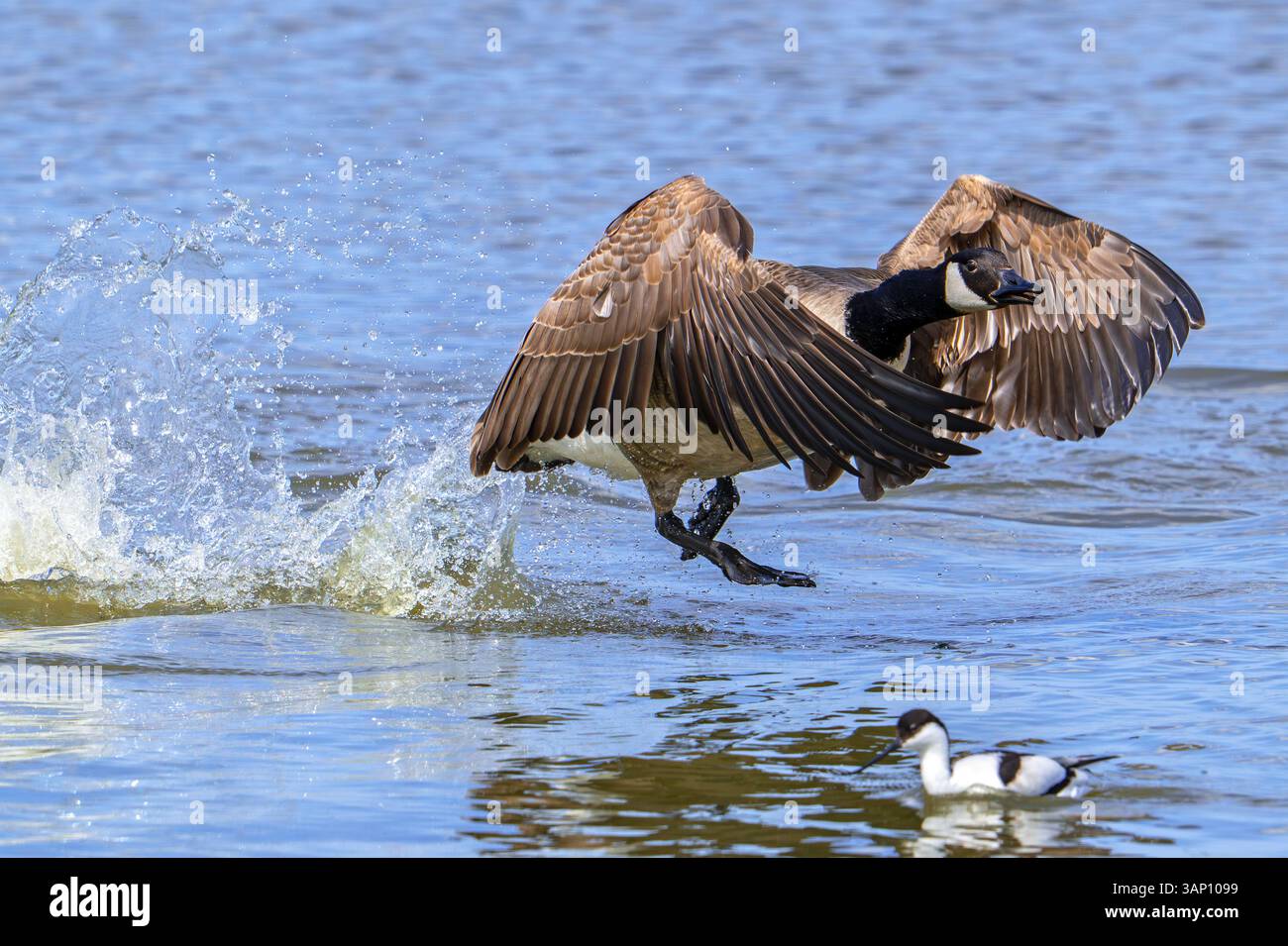Canada goose / Canadian goose (Branta canadensis) taking off from lake ...