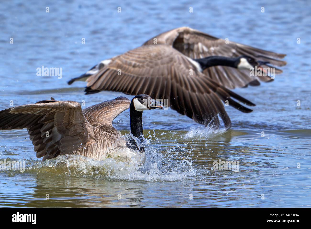Two Canada geese / Canadian goose (Branta canadensis) landing in lake ...