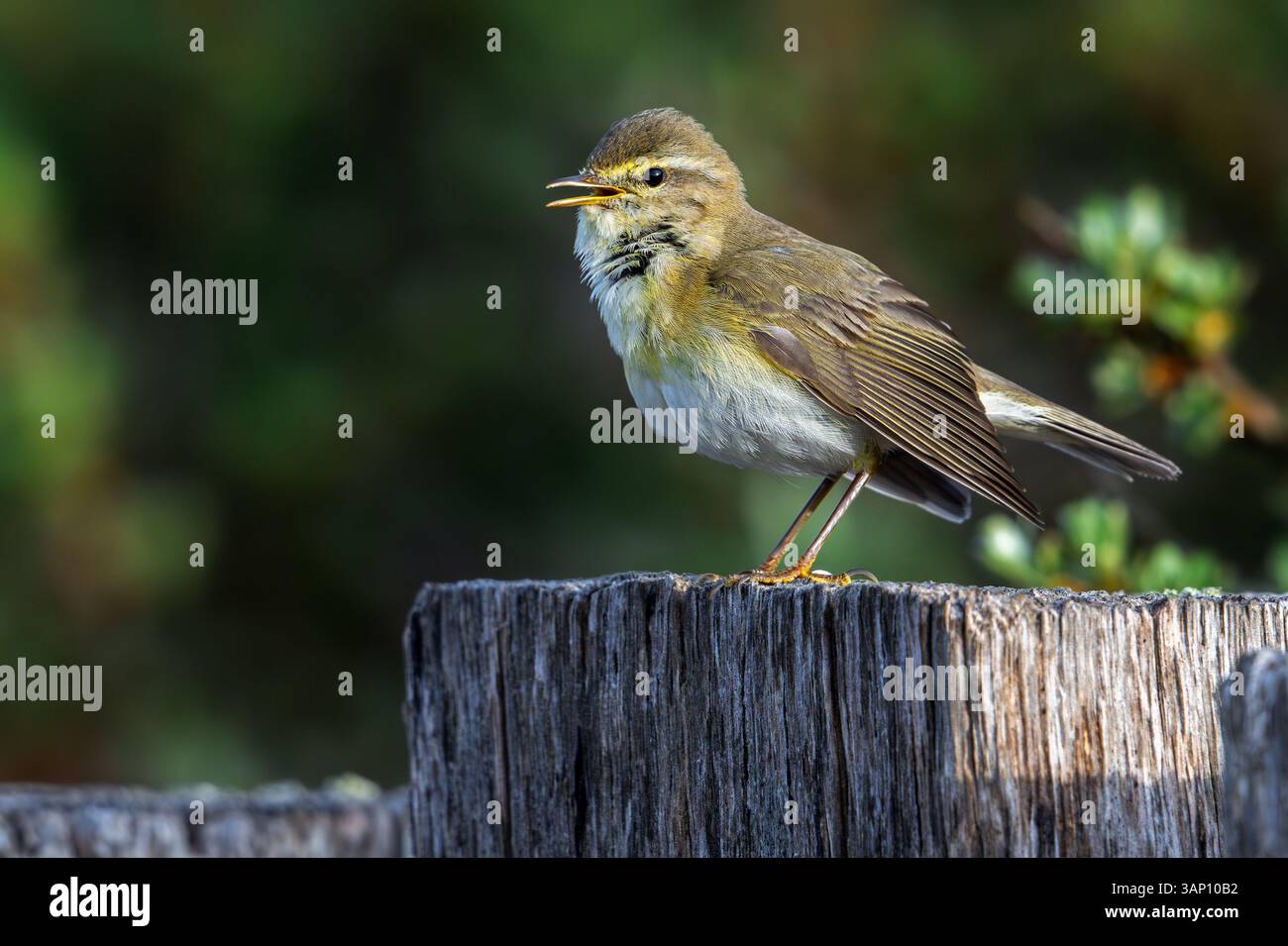 Willow warbler (Phylloscopus trochilus / Motacilla trochilus) calling ...