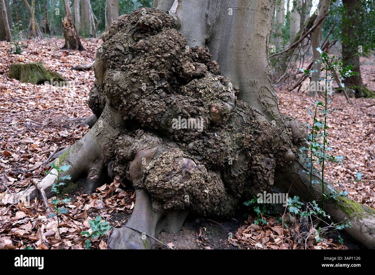 Tree trunk with burr or burl in British woodland England Uk Stock Photo ...