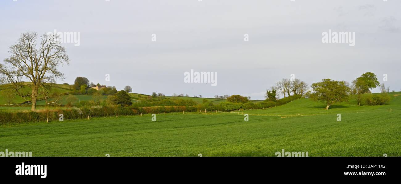 Somerset countryside in early spring with fields, trees and farm ...
