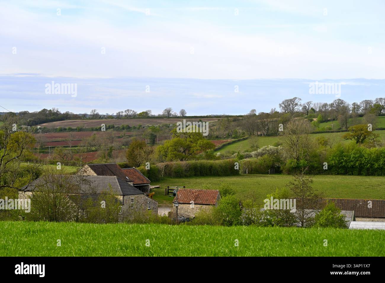 Somerset countryside in early spring with fields, trees and farm ...
