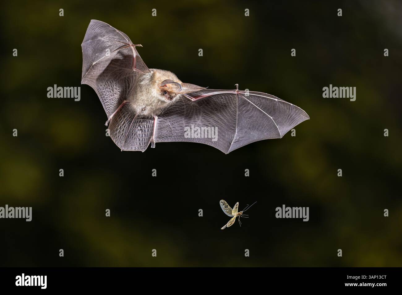 Brown Long-Eared Bat (Plecotus auritus) flying and trying to catch moth ...