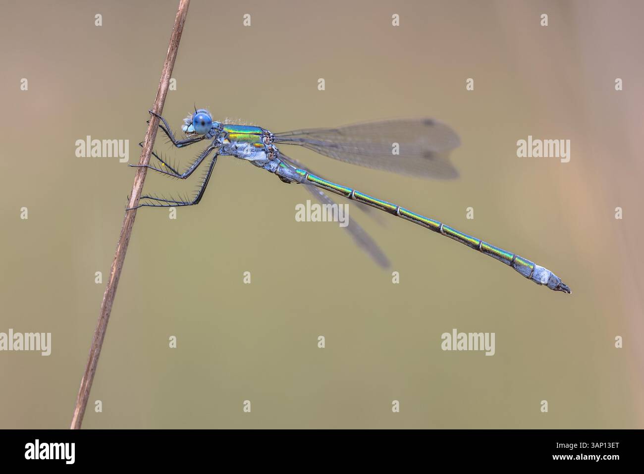 Emerald Damselfly or Common Spreadwing (Lestes sponsa) is a Damselfly ...