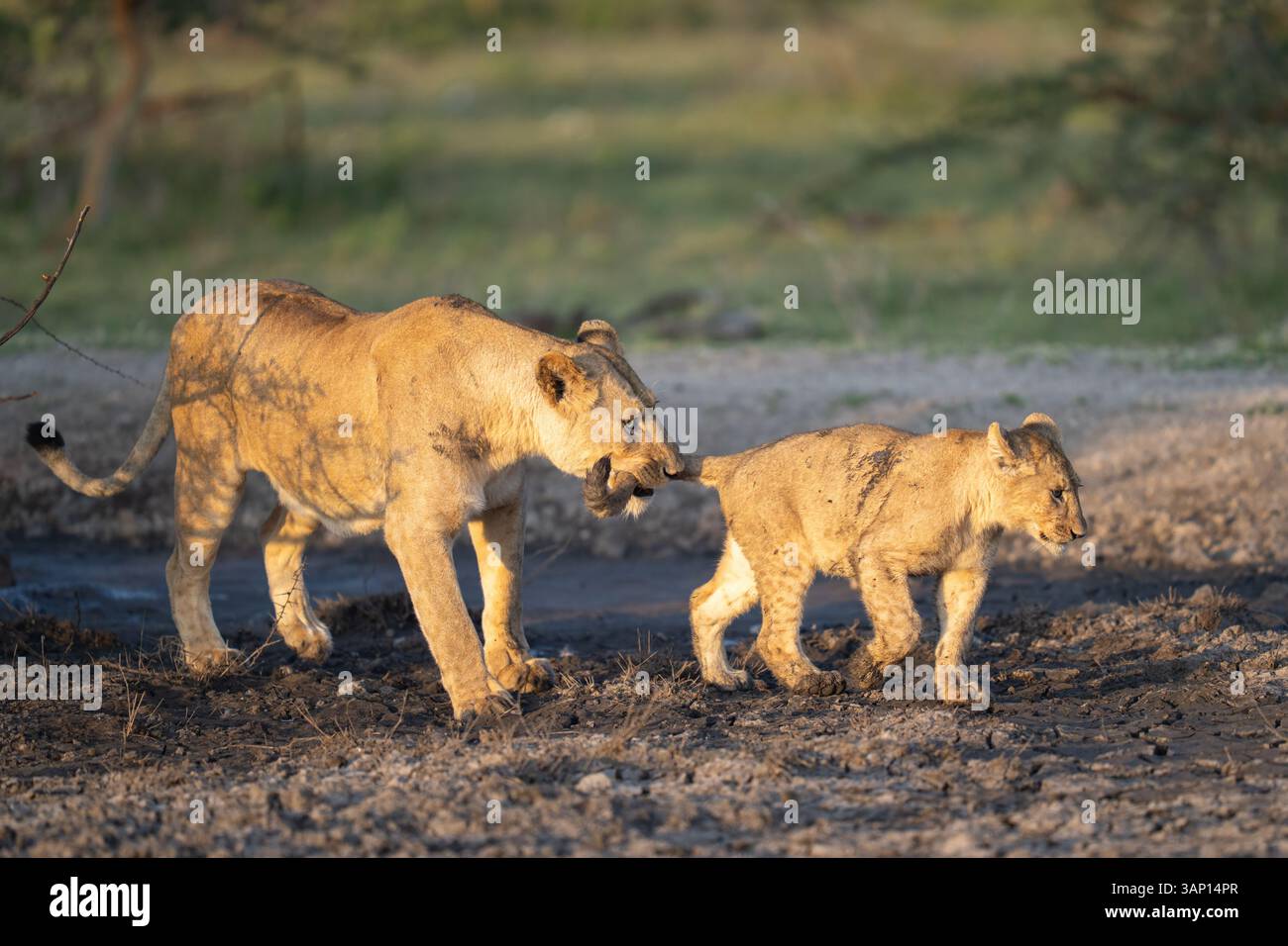 Lioness grabbing a lion cubs tail while playing in the mud Stock Photo ...