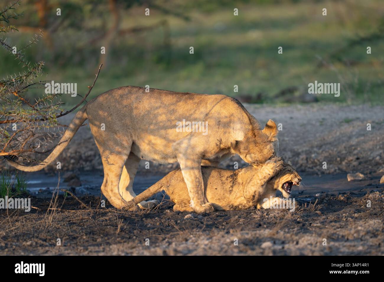 Lioness scruffing a cubs neck while scolding it during a play session ...