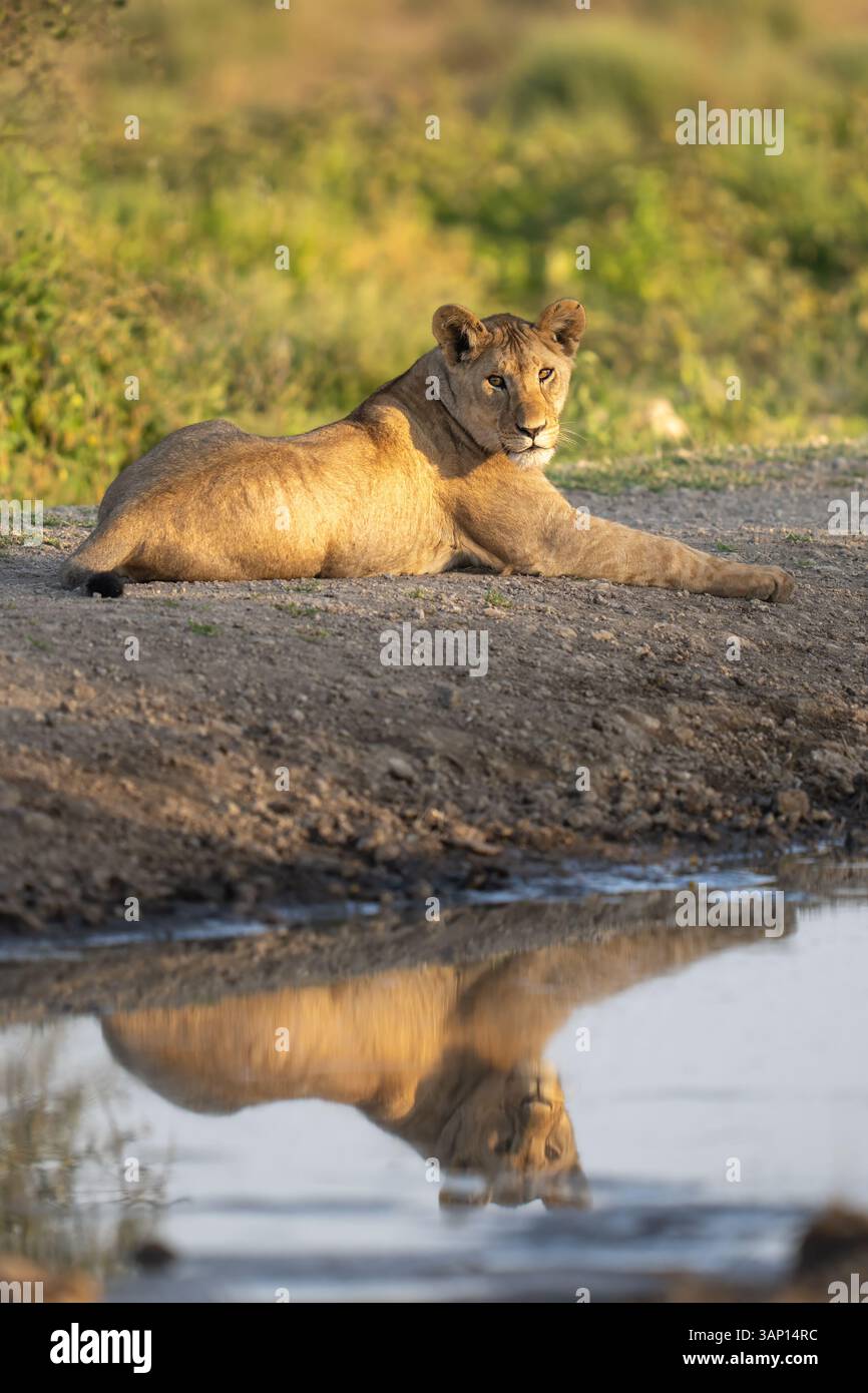 Tanzania mwiba africa lion hi-res stock photography and images - Alamy