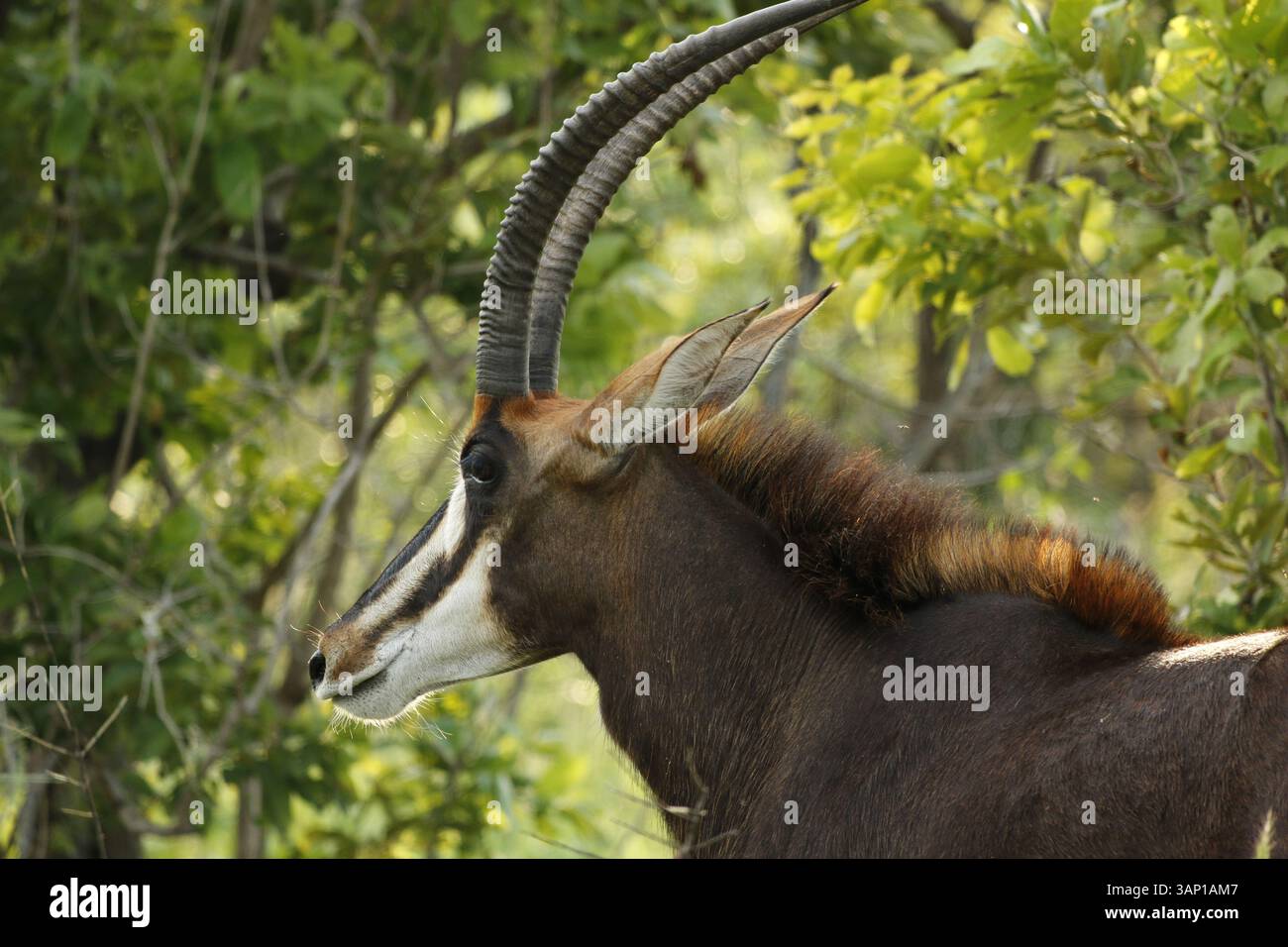 A pair of wild Sable antelope in their dense woodland habitat at the ...