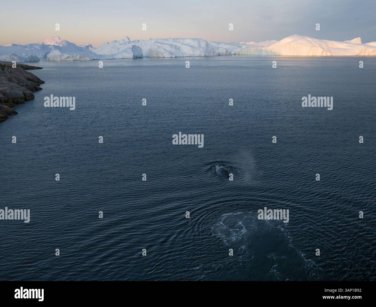 Aerial drone view a humpback whale swimming towards icebergs in ...
