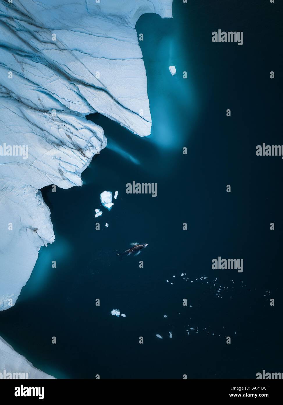 Aerial top-down drone view of a whale swimming around icebergs at ...