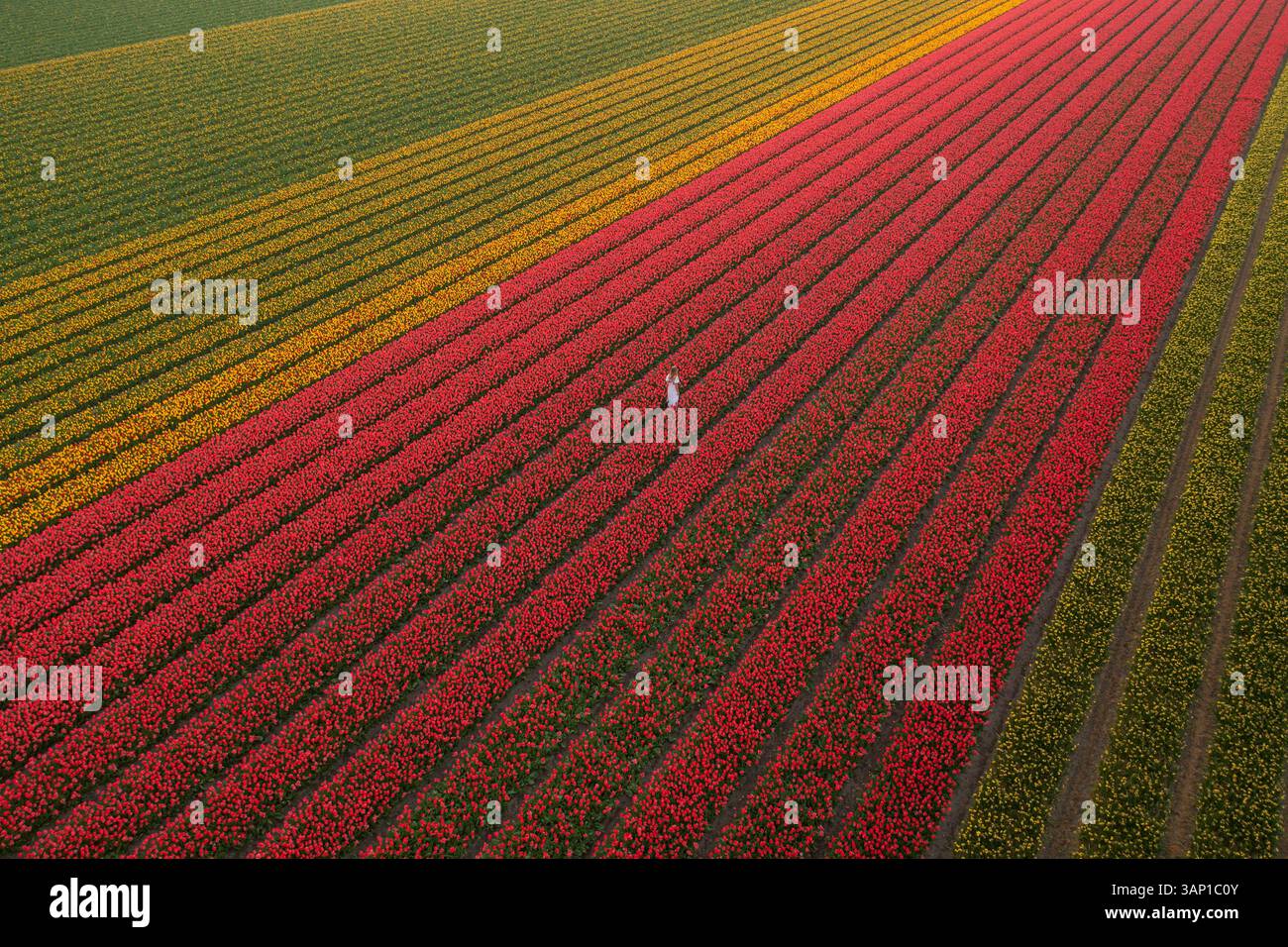 Aerial drone view of tulip fields in Noordwijkerhout with person ...