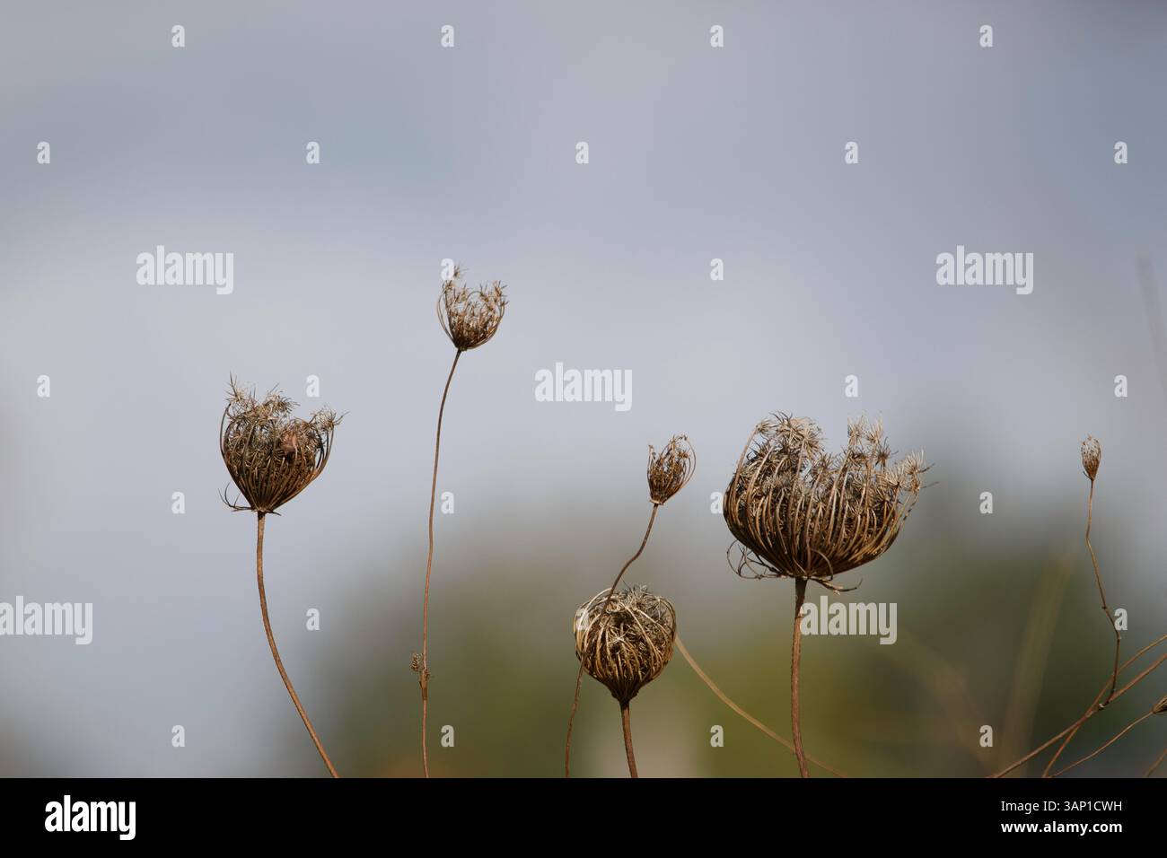 Dried seed pods photographed in close-up against a blurred natural ...