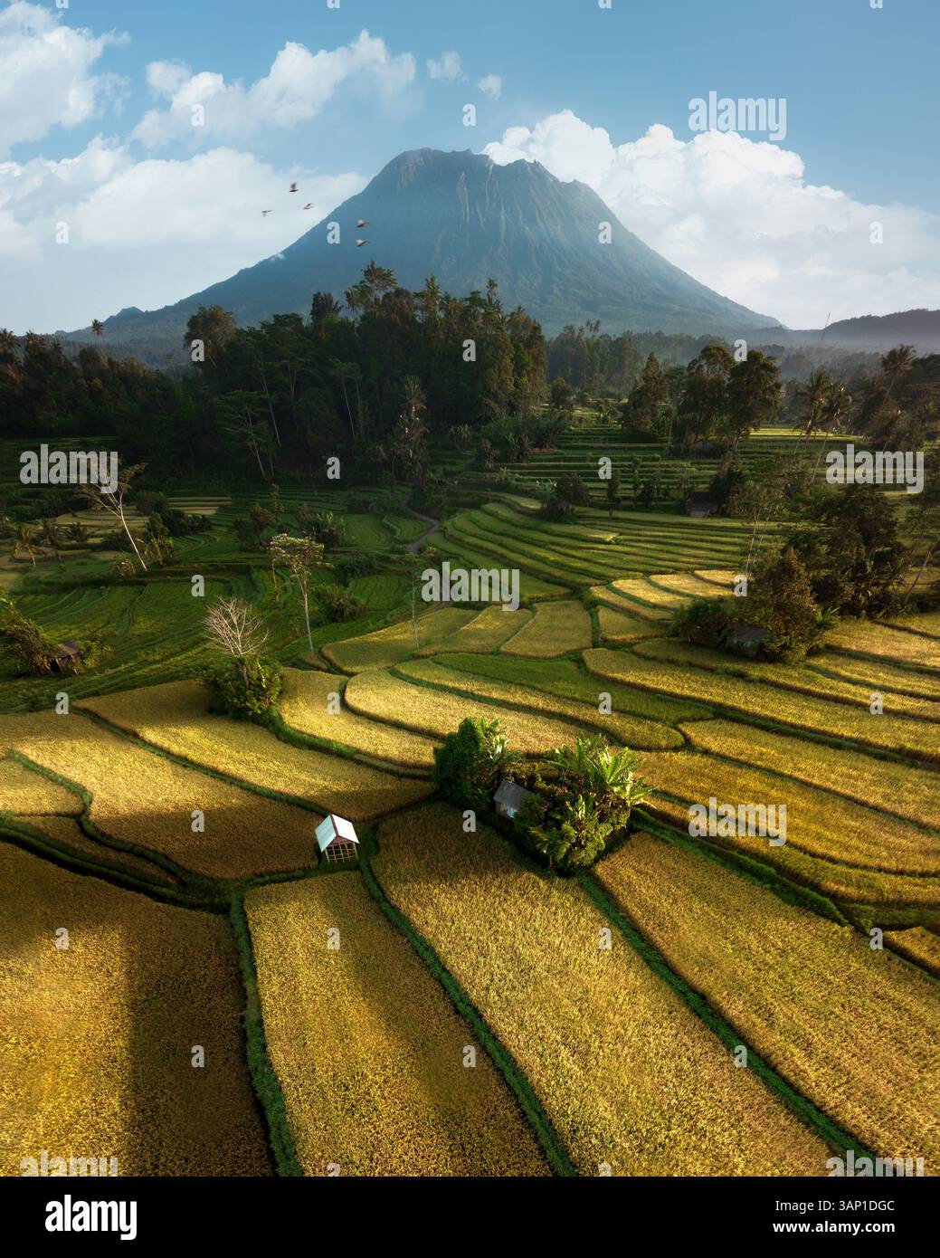 Aerial view of rice terraces in Sidemen Valley, Selat, Bali, Indonesia ...
