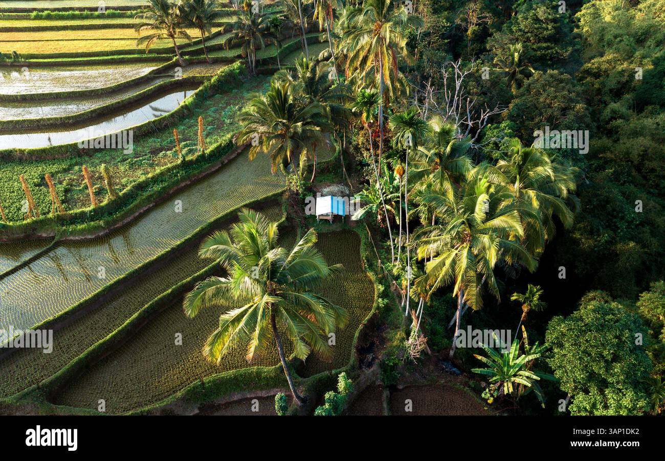 Aerial view of Senaru Rice Fields, Lombok, Indonesia Stock Photo - Alamy