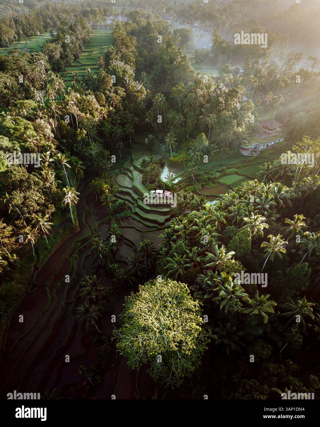 Aerial view of Tegalalang Rice Fields at sunset with natural forms and ...