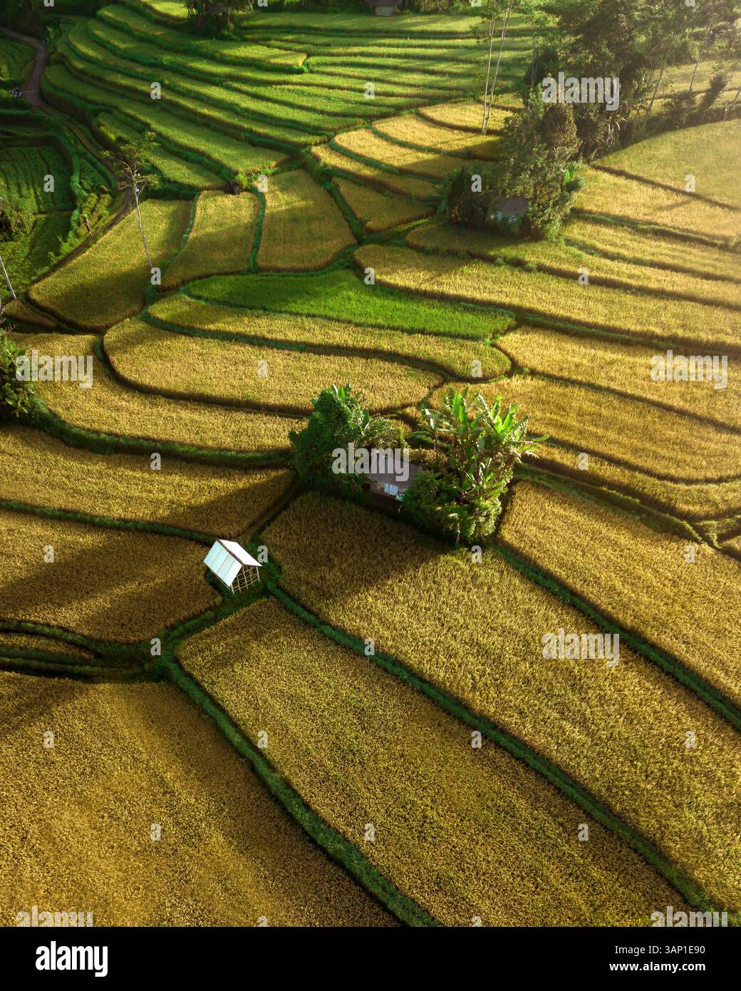 Aerial view of rice fields terrace on Sidemen Valley, Bali, Indonesia ...