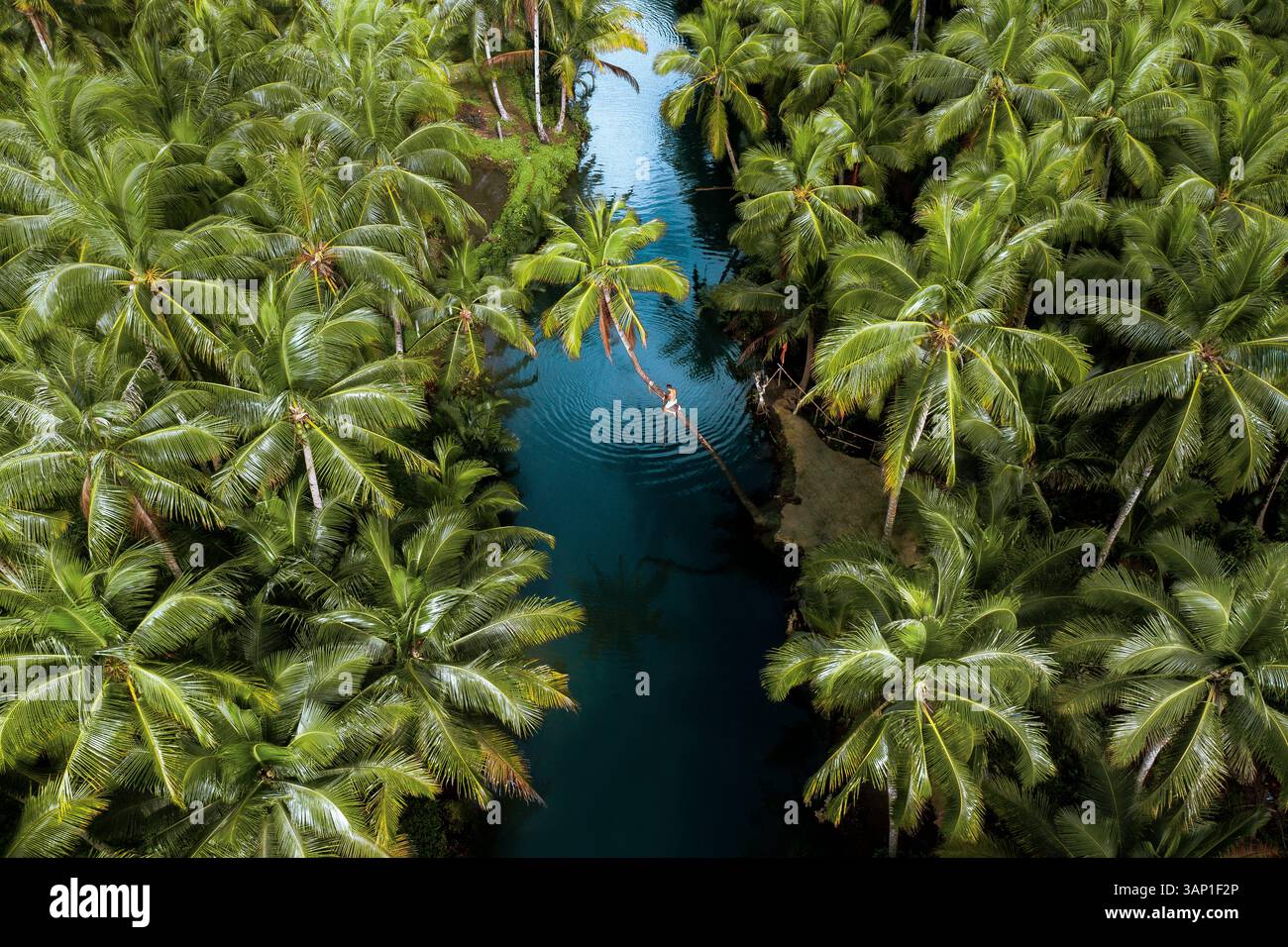 Aerial view of a person climbing on a palm tree along Maasin River ...