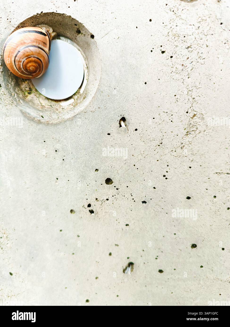 snail hidden in the shell on the wall climbing cement background garden ...