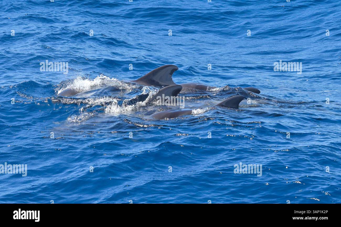Gruppe Pilotwale im Atlantik vor La Gomera, Spanien *** Group of pilot ...