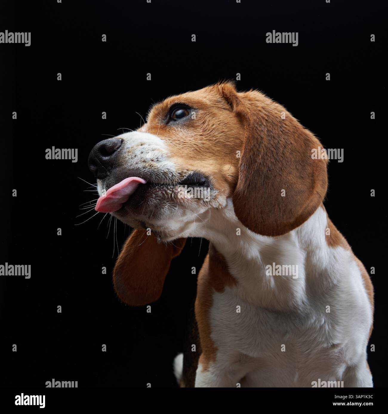 Beagle profile hi-res stock photography and images - Alamy