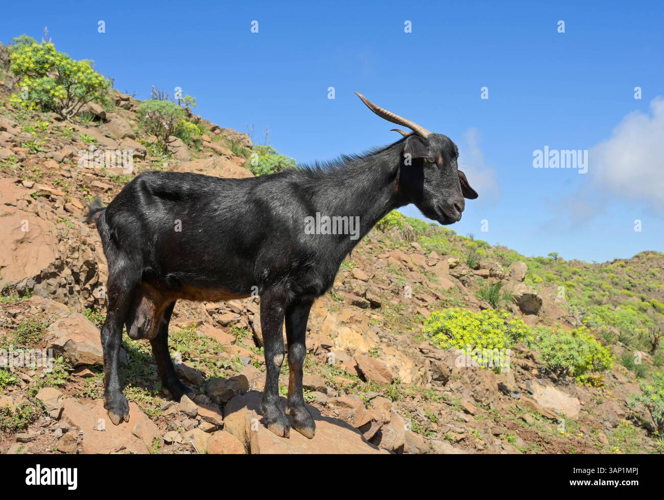 Ziege auf dem Höhenzug von La Merica, Berg in Valle Gran Rey, La Gomera ...