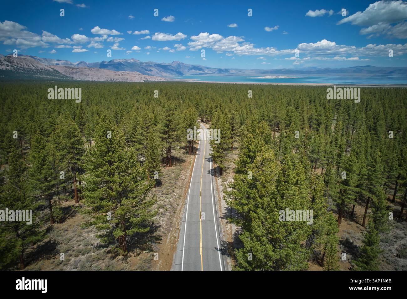 Aerial view of a road crossing the forest with pine trees near Yosemite ...