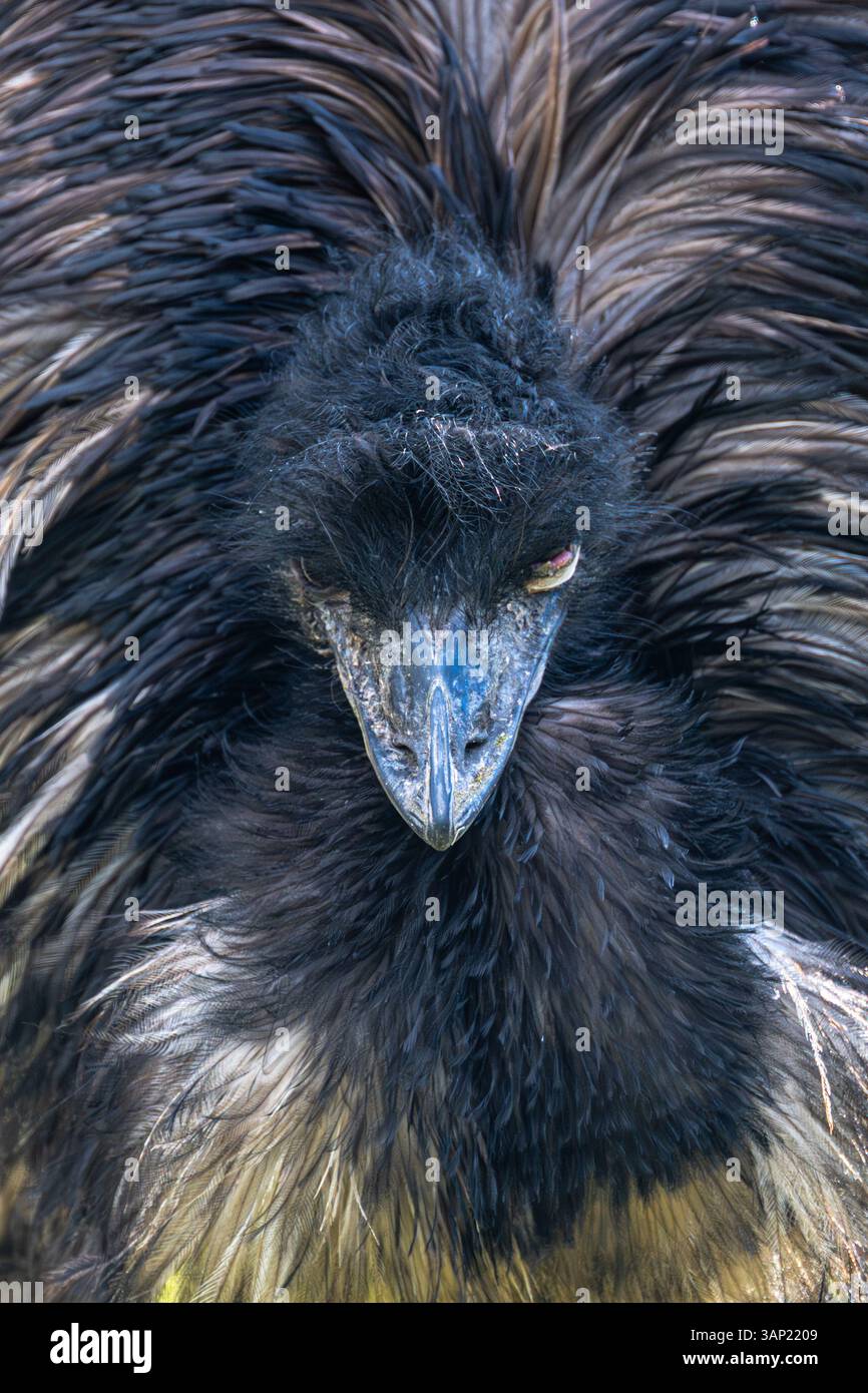 Portrait of a Common Emu (Dromaius novaehollandiae Stock Photo - Alamy