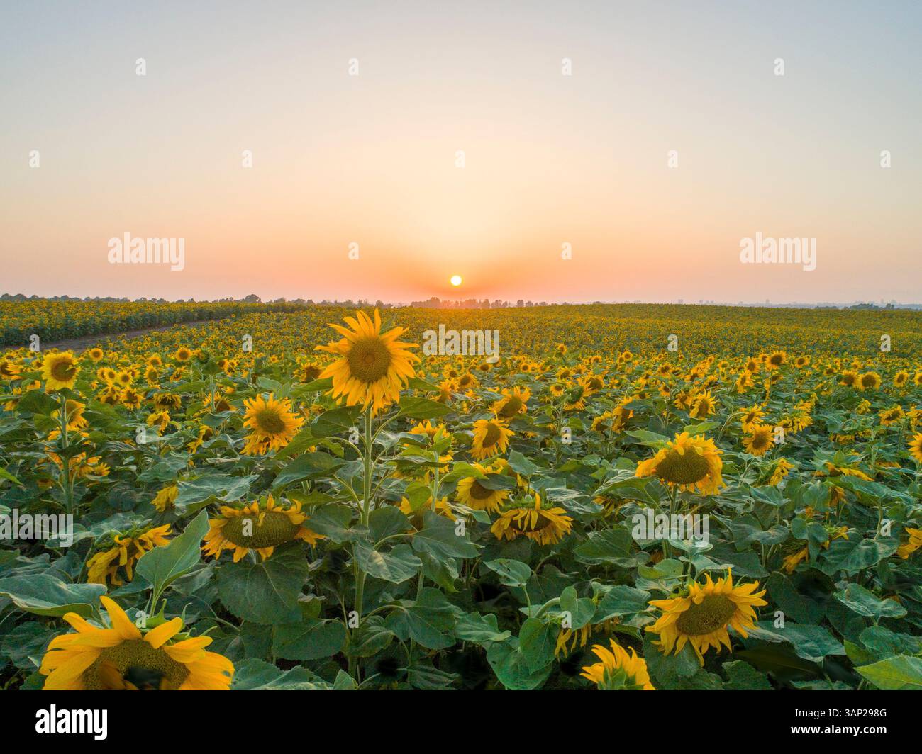 Aerial view of sunflower field at sunset, Central District, Israel ...