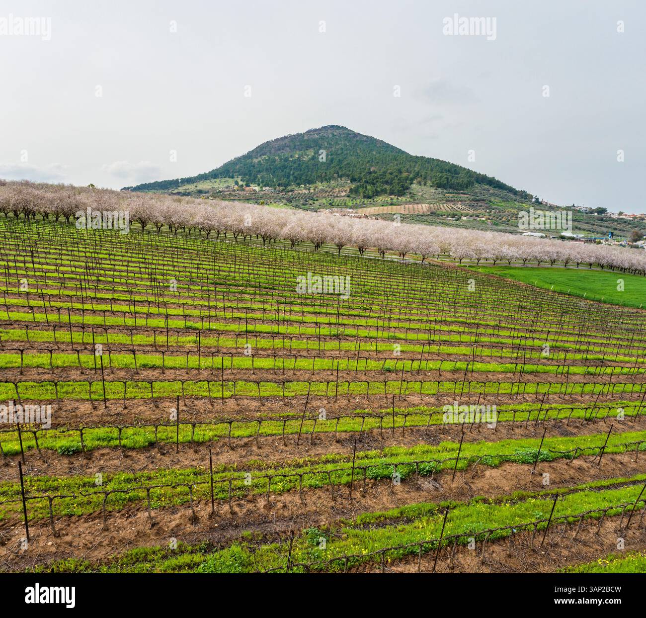 Aerial View of field of cherry trees, Ein Harod, Northern District ...