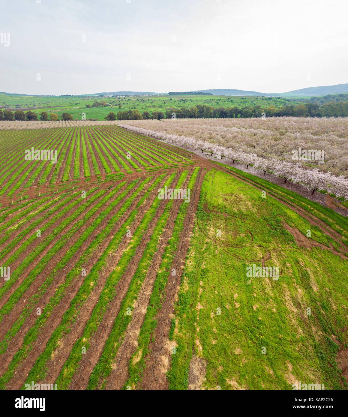 Aerial View of field of cherry trees, Ein Harod, Northern District ...